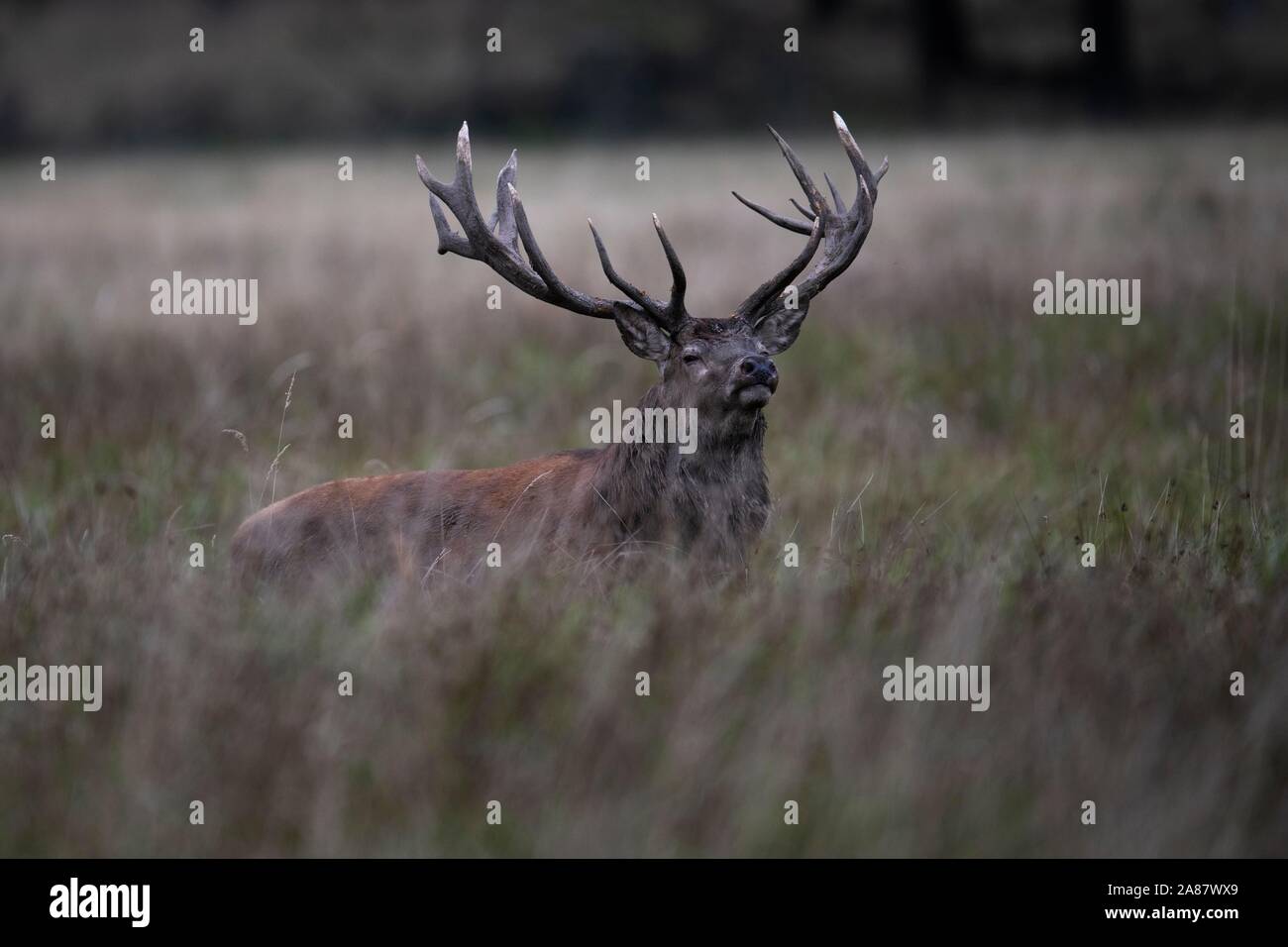 Red Deer (Cervus elaphus), stag, Copenhagen, Denmark Stock Photo - Alamy