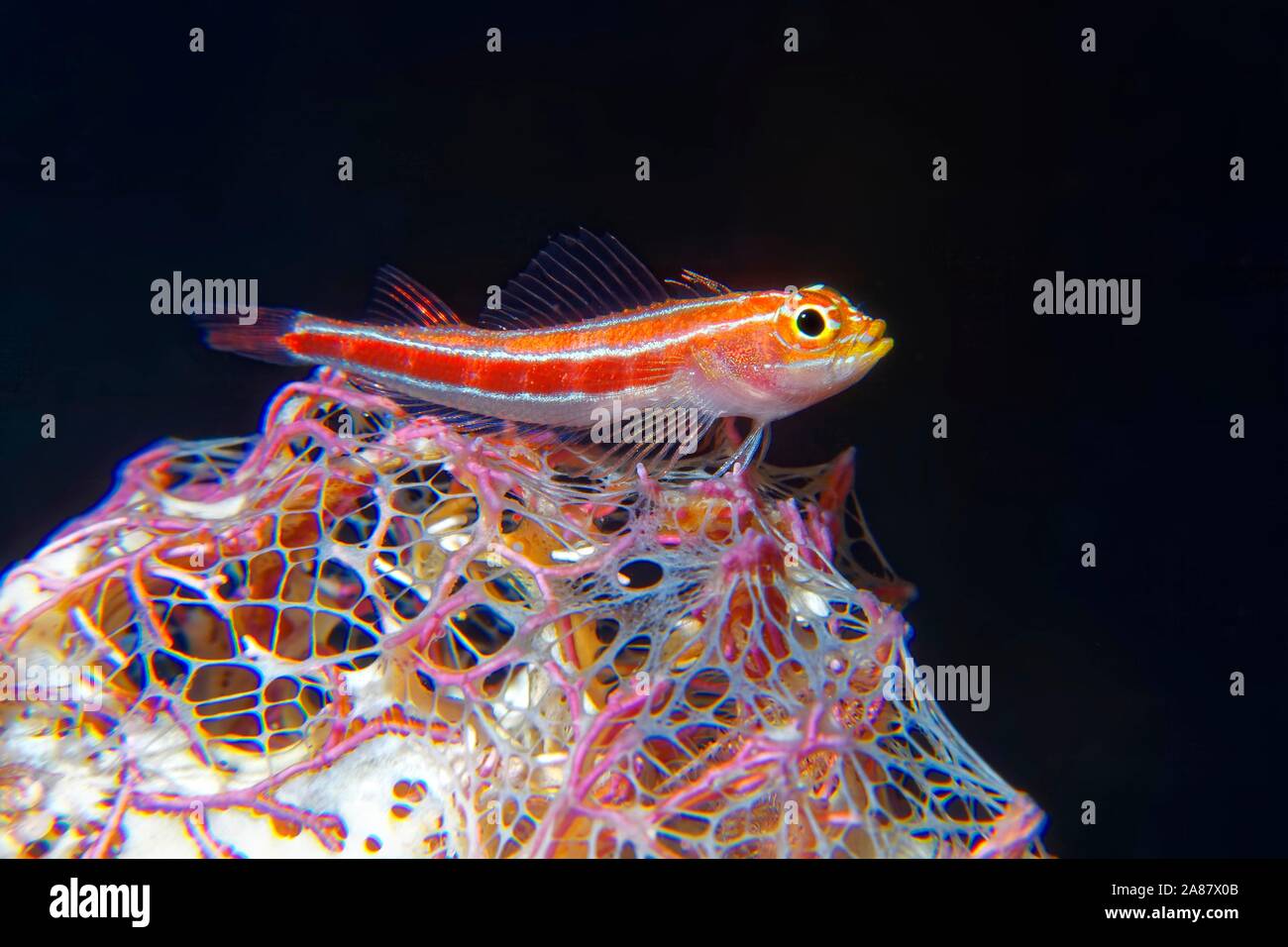 Striped threefin (Helcogramma striata), Great Barrier Reef, Unesco ...