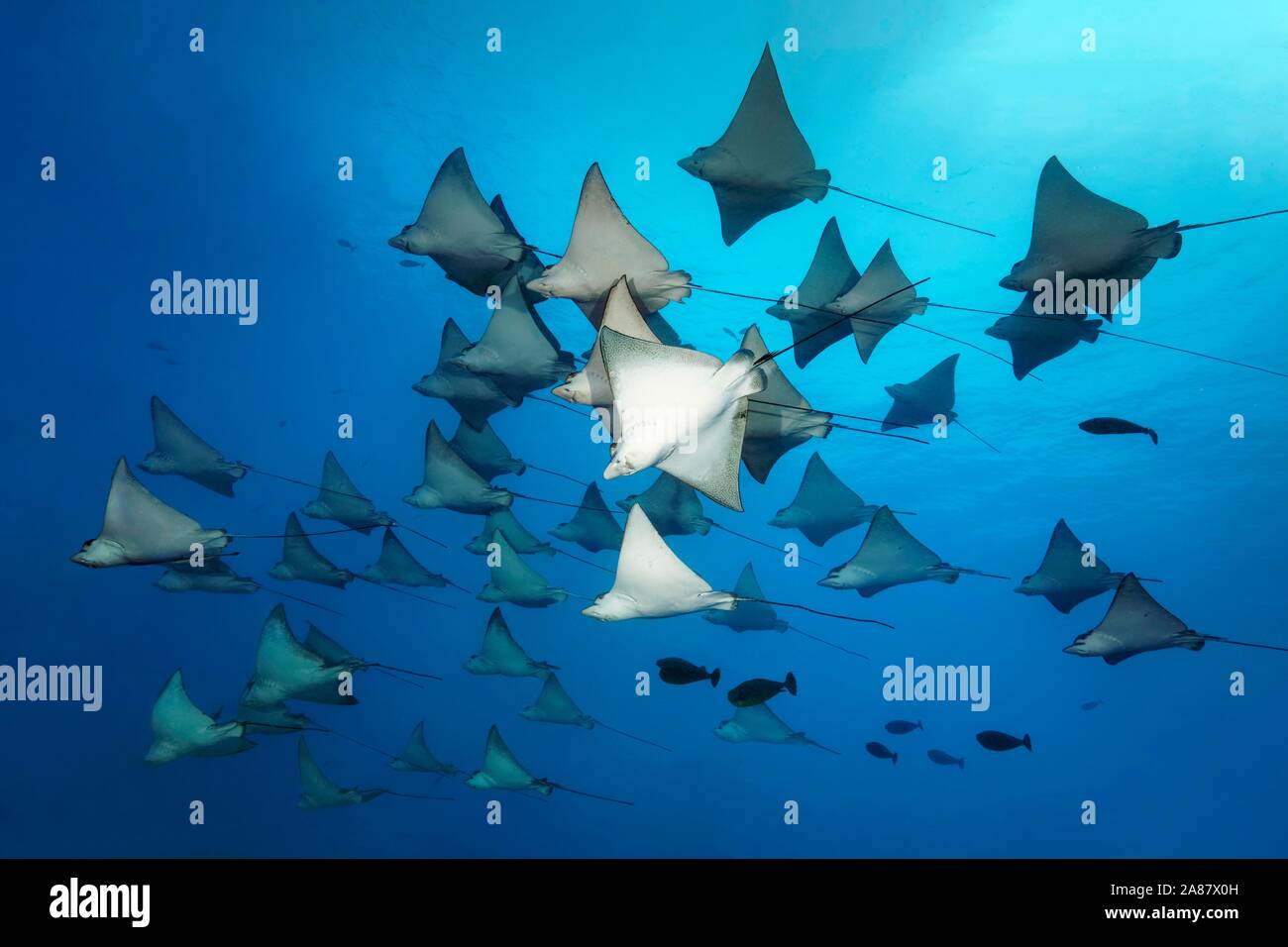 Swarm Spotted eagle ray (Aetobatus narinari), Great Barrier Reef ...