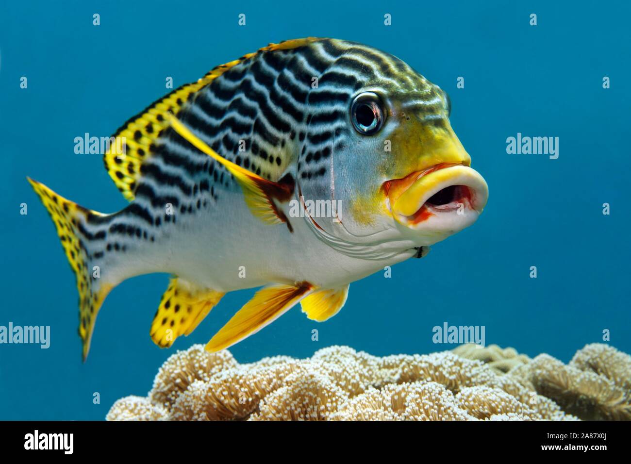 Oriental sweetlips (Plectorhinchus vittatus), Great Barrier Reef ...