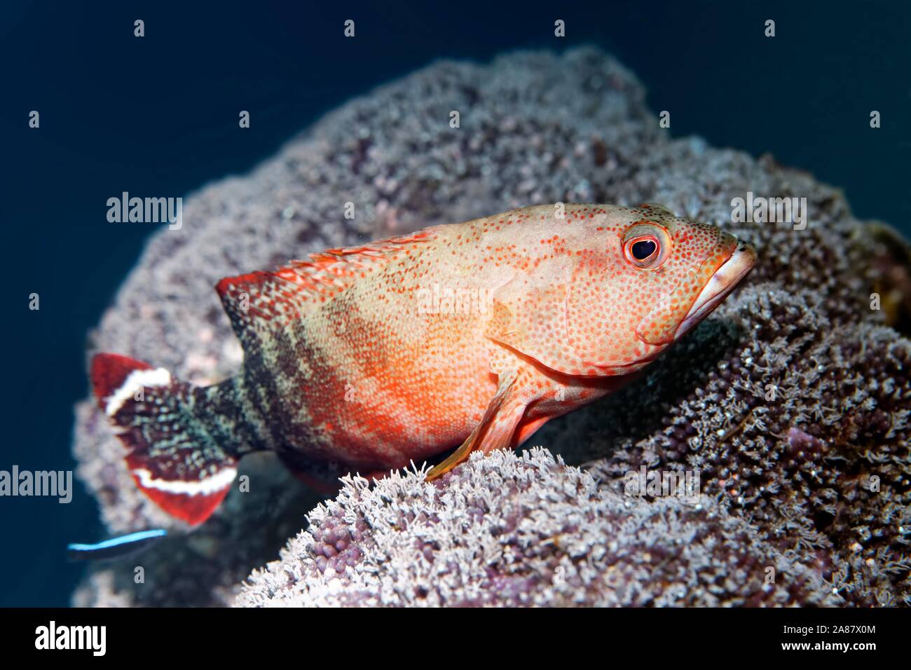 Flagtail Rockcod (Cephalopholis urodeta), Great Barrier Reef, Unesco ...