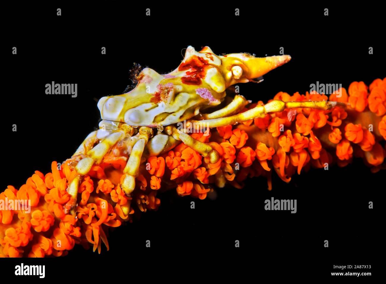 Xenocarcinus tuberculatus (Xenocarcinus tuberculatus), Great Barrier ...