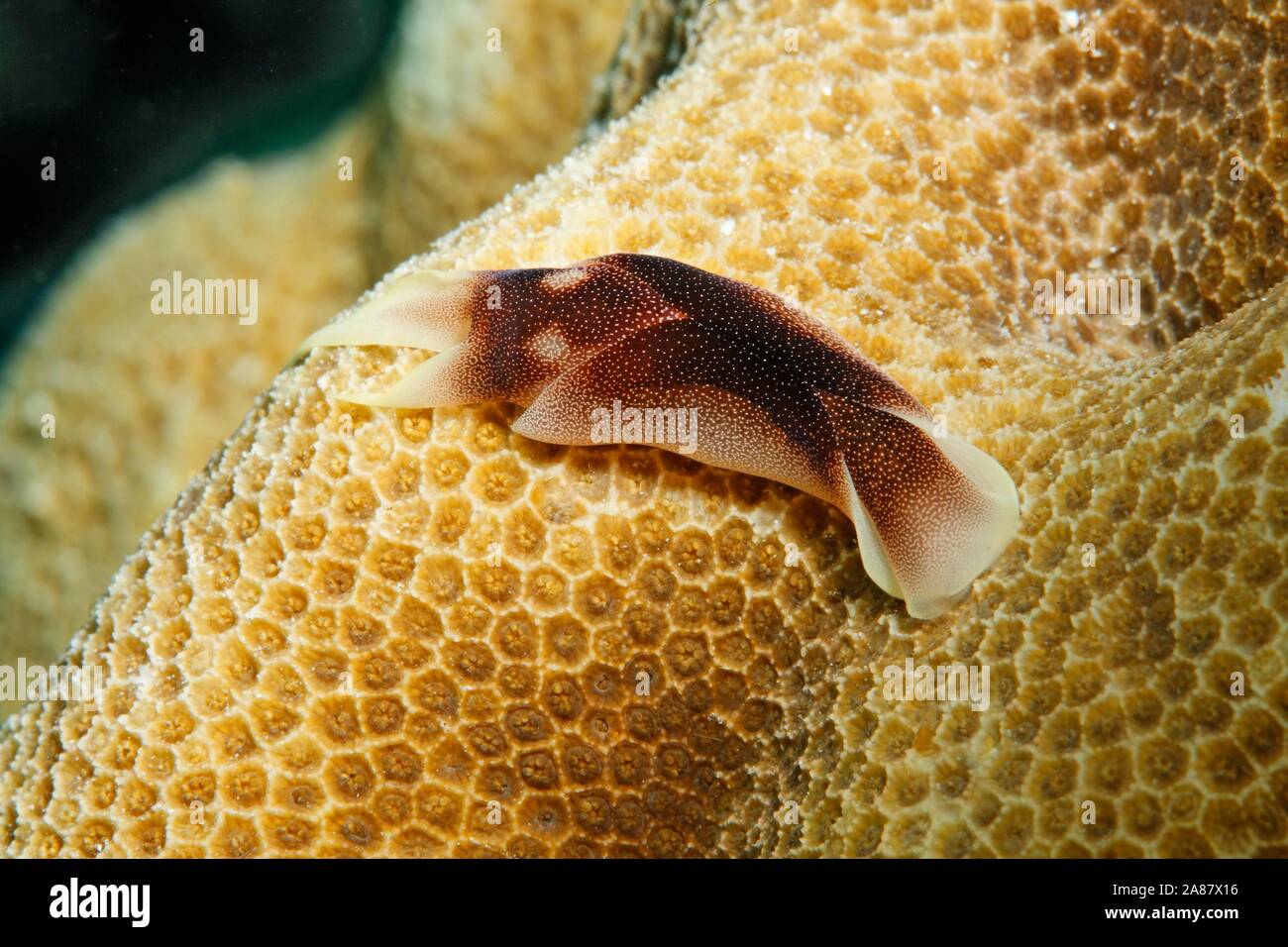 Lovely Headshield Slug (Chelidonura amoena), crawls over stony coral ...