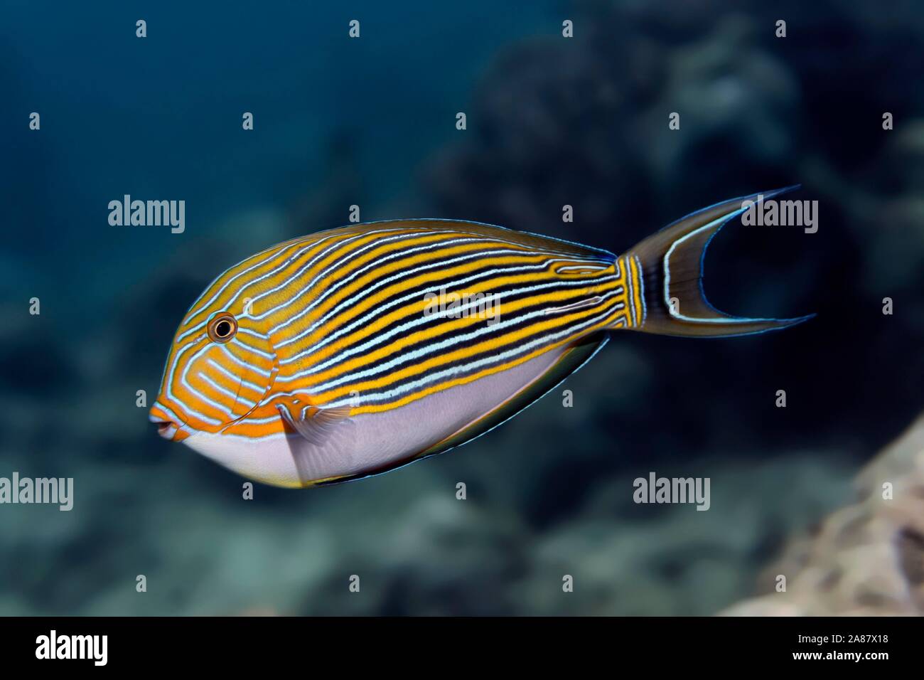 Striped Surgeonfish (Acanthurus lineatus), Great Barrier Reef, Unesco ...