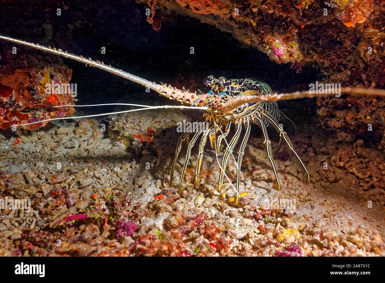 Painted rock crayfish (Panulirus versicolor), Great Barrier Reef ...