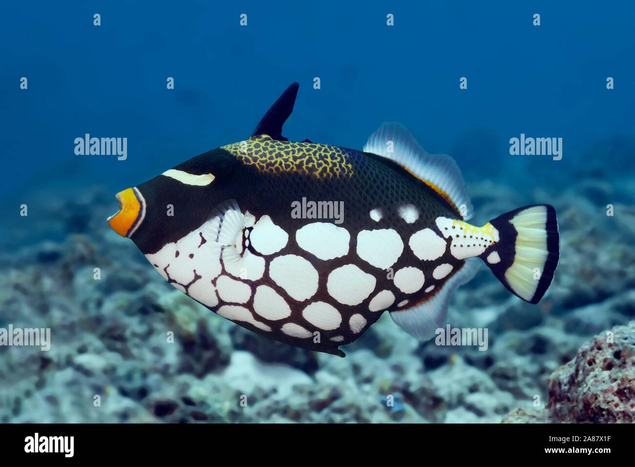 Clown triggerfish (Balistoides conspicillum), Great Barrier Reef ...
