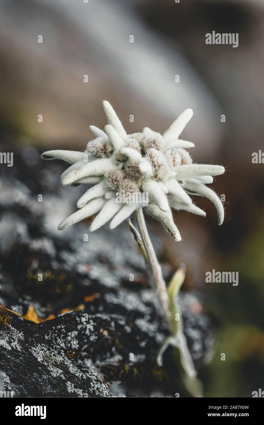 Edelweiss in the otztal valley hi-res stock photography and images - Alamy