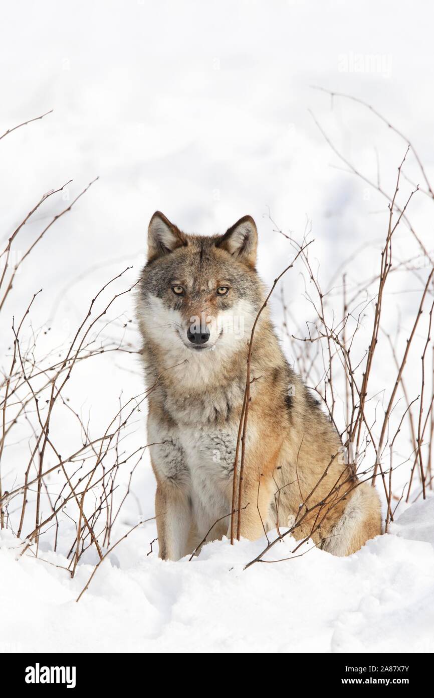 Gray wolf (Canis lupus) sits in the snow, Bavarian Forest National Park ...