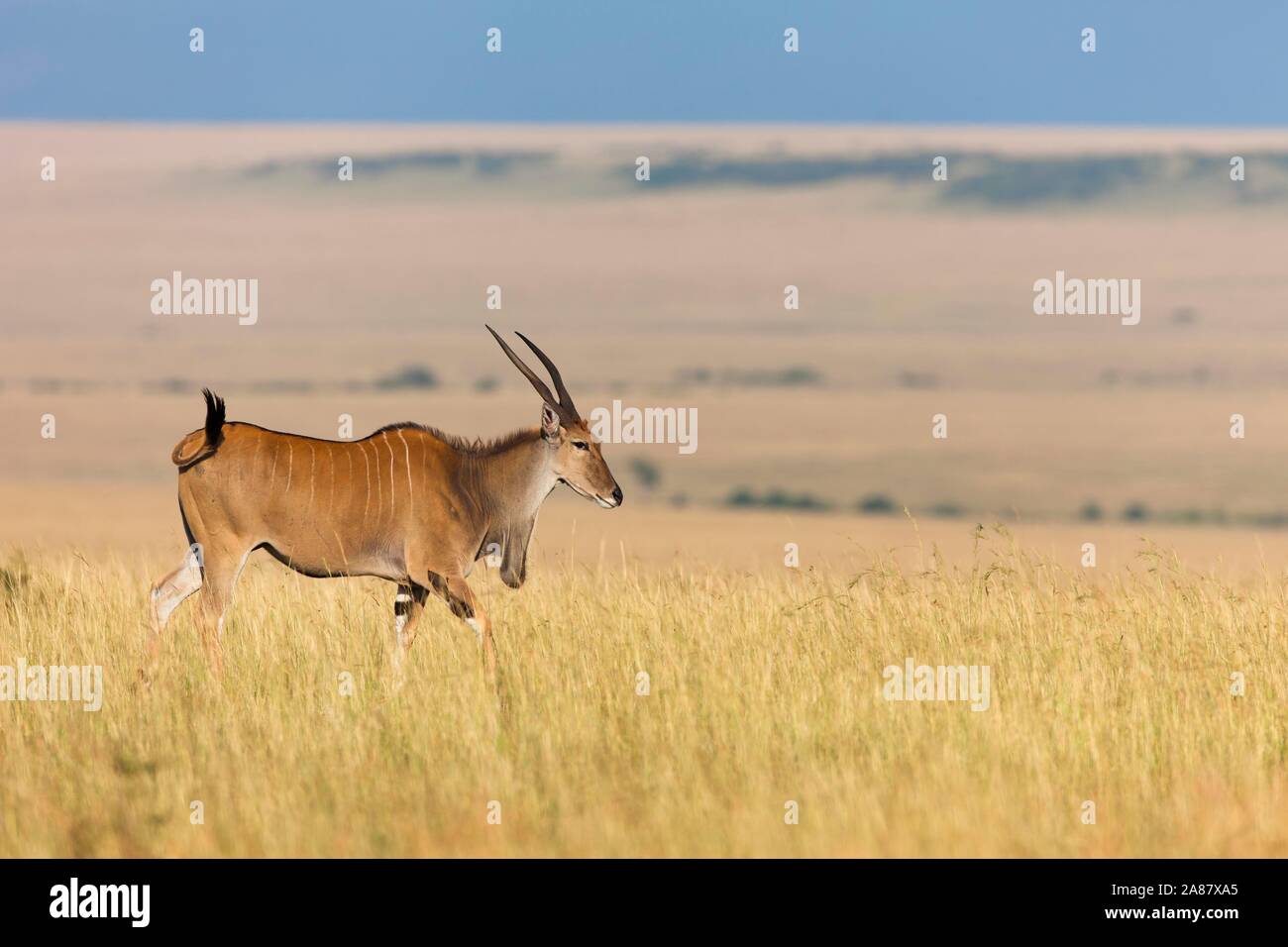 Eland in kenya hi-res stock photography and images - Alamy