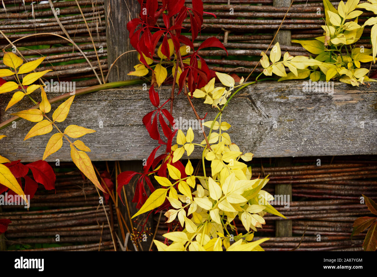 Red and yellow fall leaves Stock Photo - Alamy