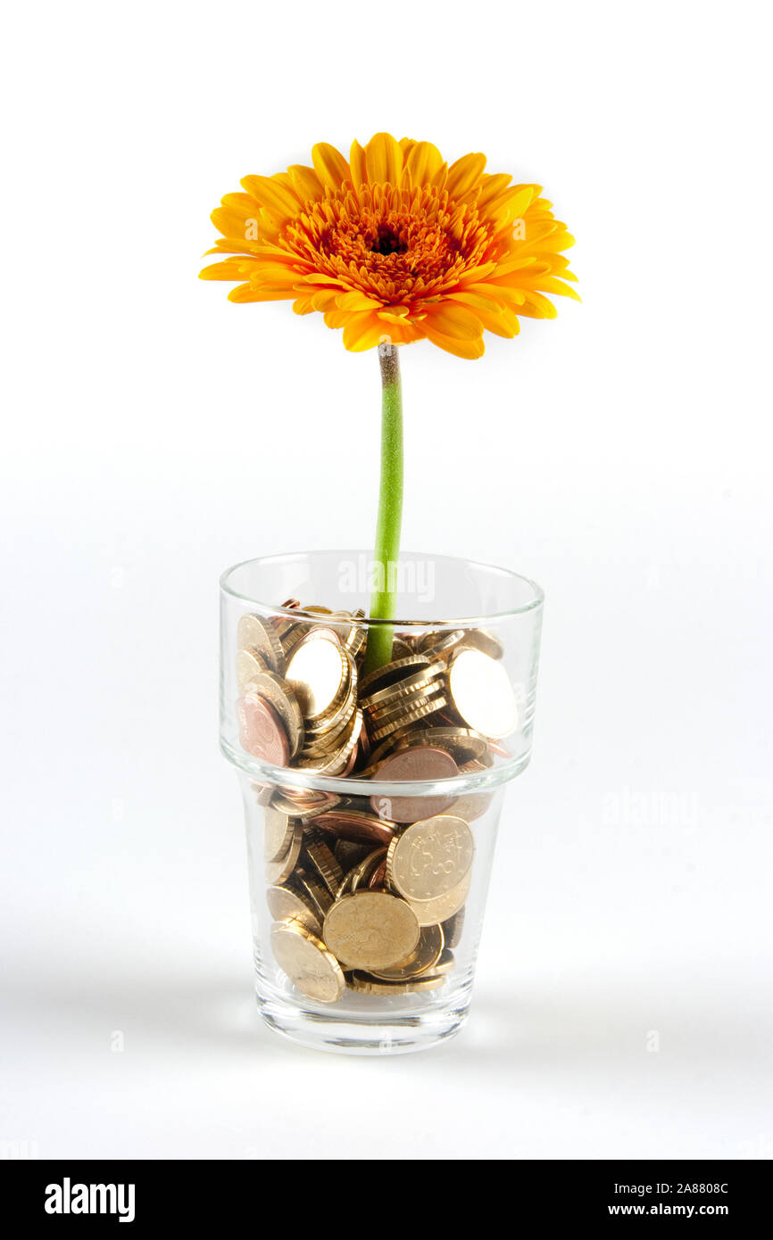 Money Flower on the white background. business growth concept Stock ...