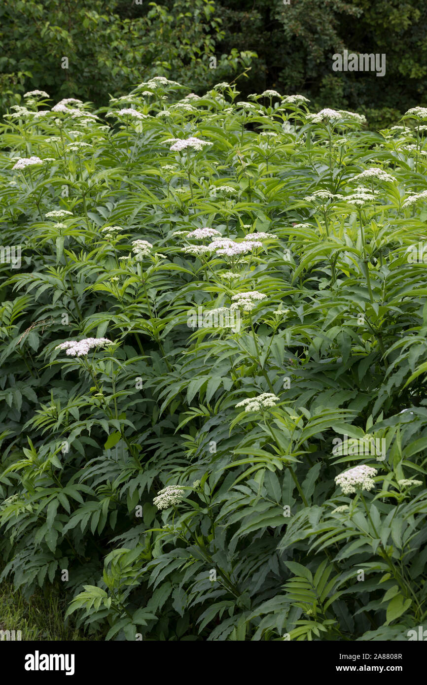 Danewort sambucus ebulus poisonous plants hi-res stock photography and ...