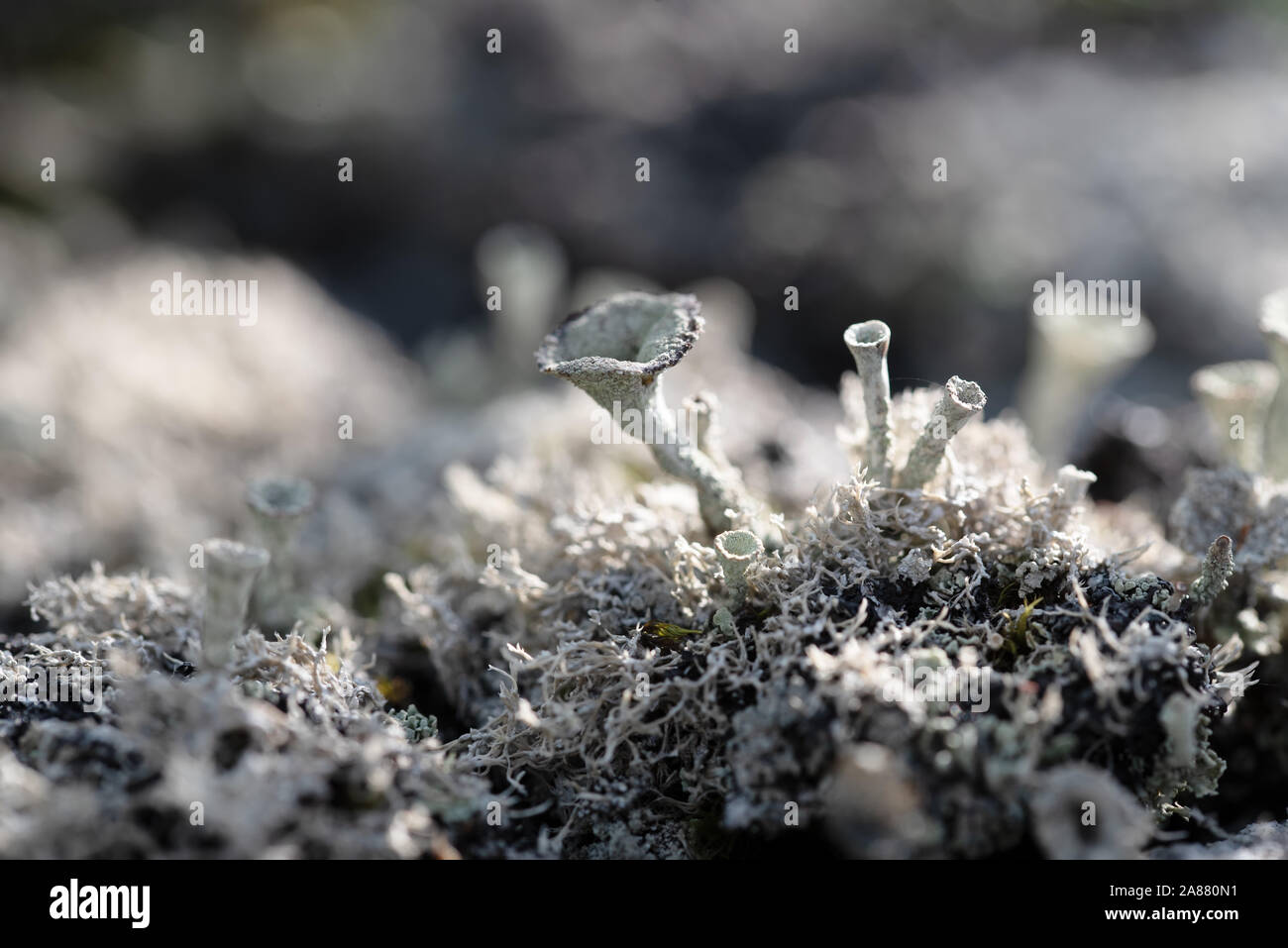 Macro photo of green round northern lichen on the stone Stock Photo - Alamy