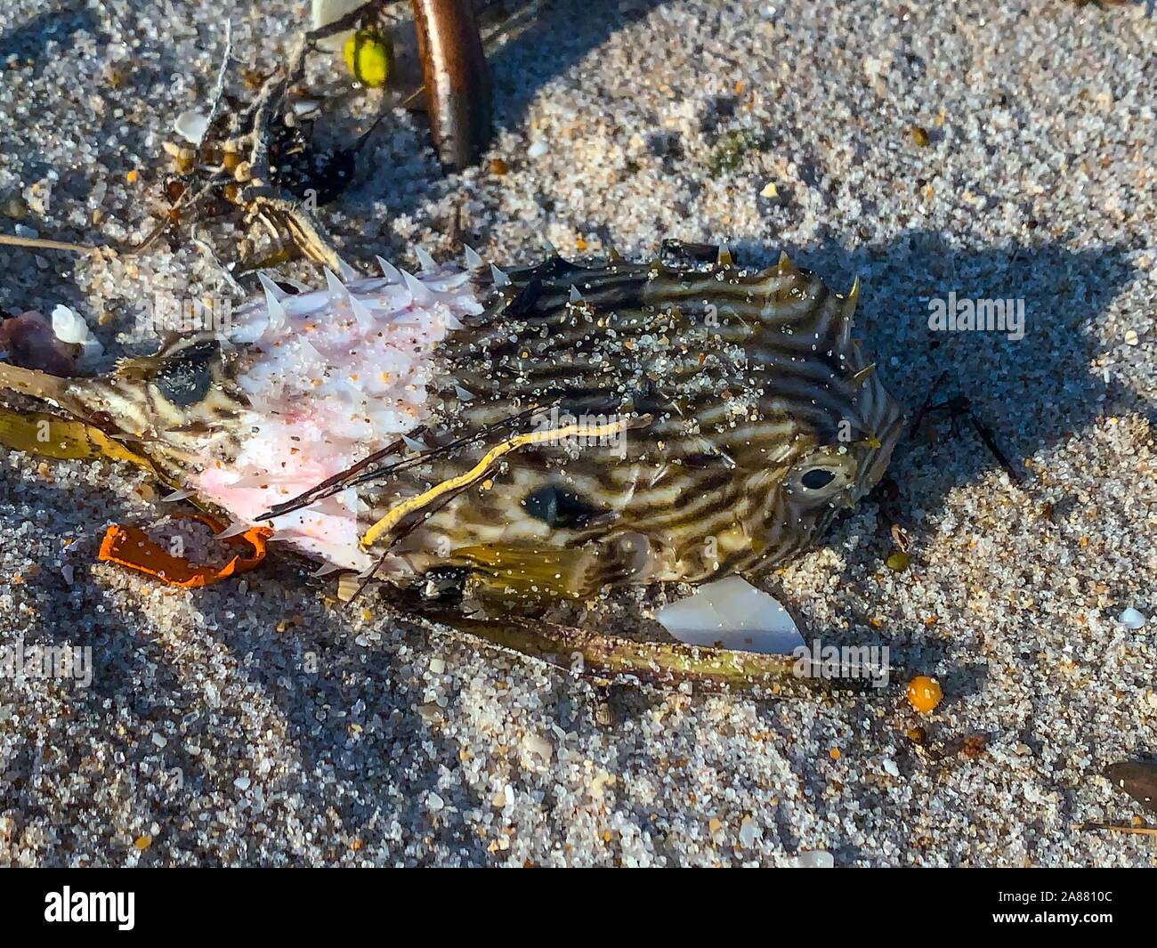 Miami Beach, Florida - dead fish on the beach Stock Photo - Alamy