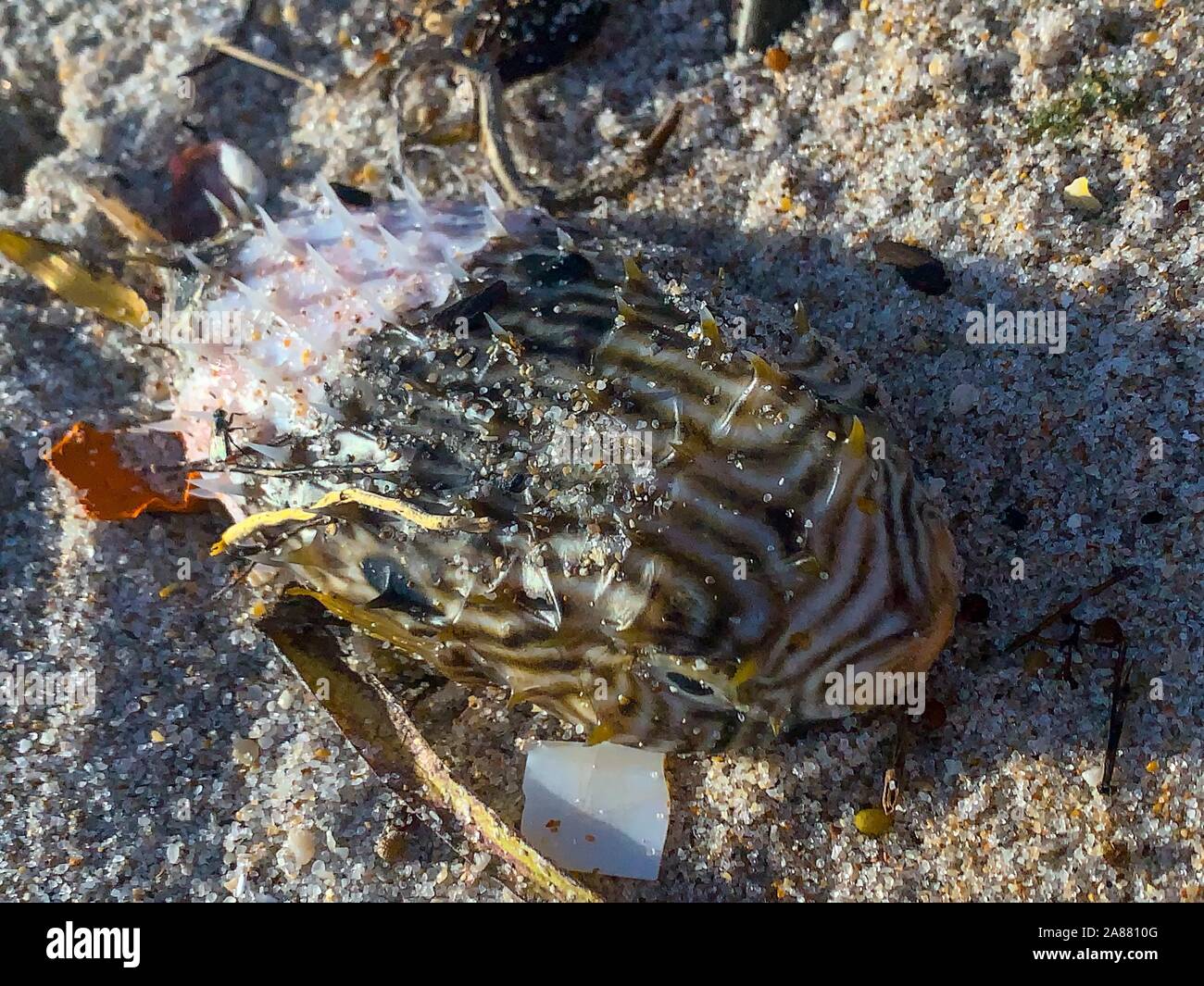 Miami Beach, Florida - dead fish on the beach Stock Photo - Alamy