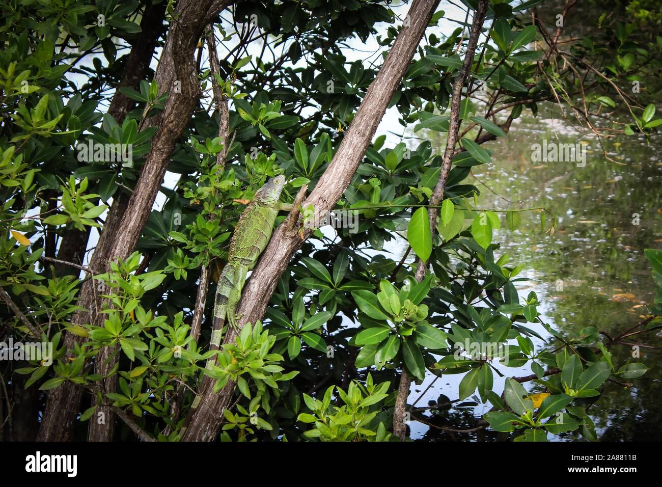 Tropical invasive species hi-res stock photography and images - Alamy