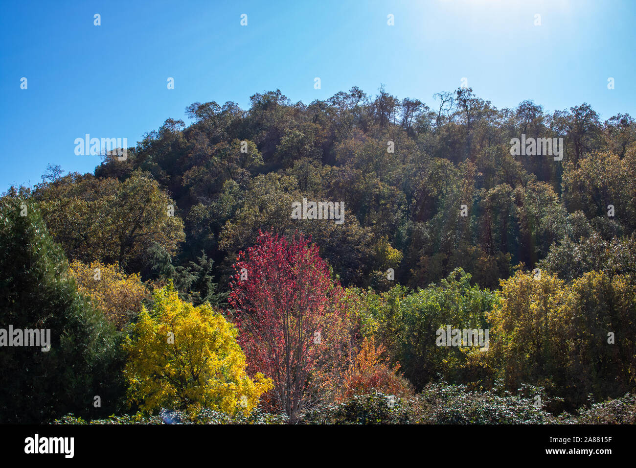 Oak Glen Trees Stock Photo - Alamy