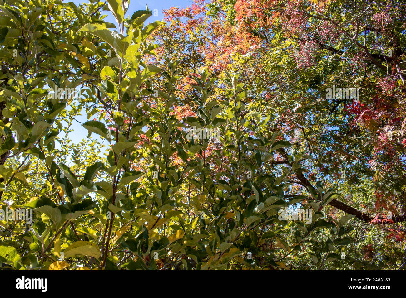 Oak glen hi-res stock photography and images - Alamy