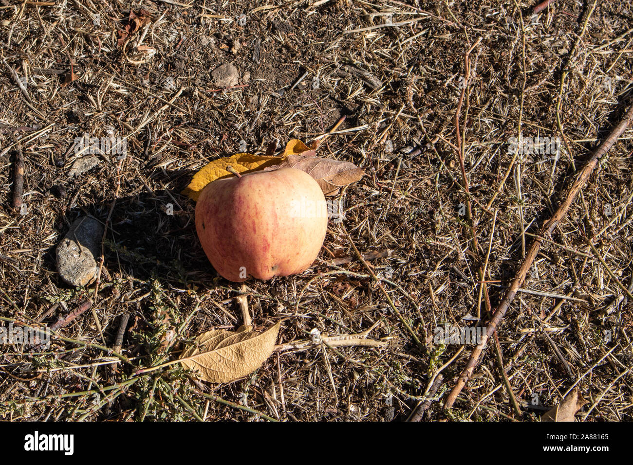 Dropped apple hi-res stock photography and images - Alamy