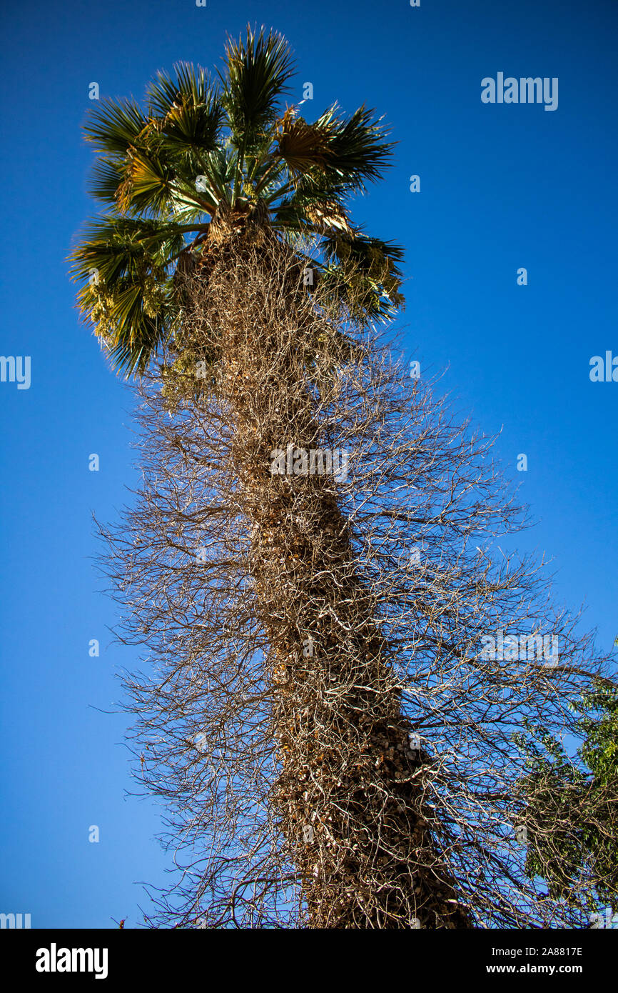 hairy palm tree Stock Photo - Alamy