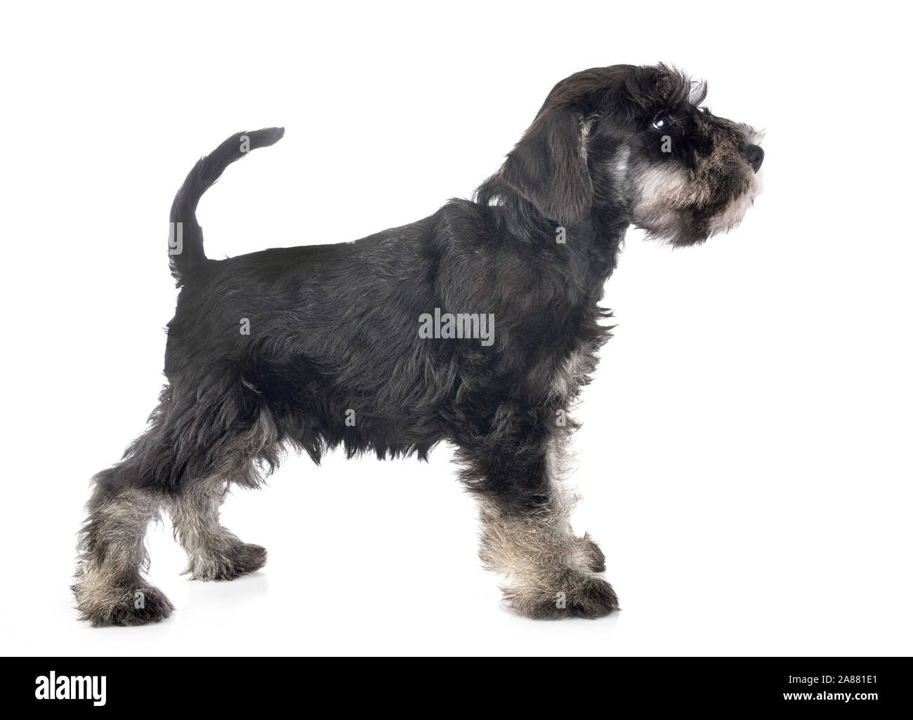 puppy miniature schnauzer in front of white background Stock Photo - Alamy