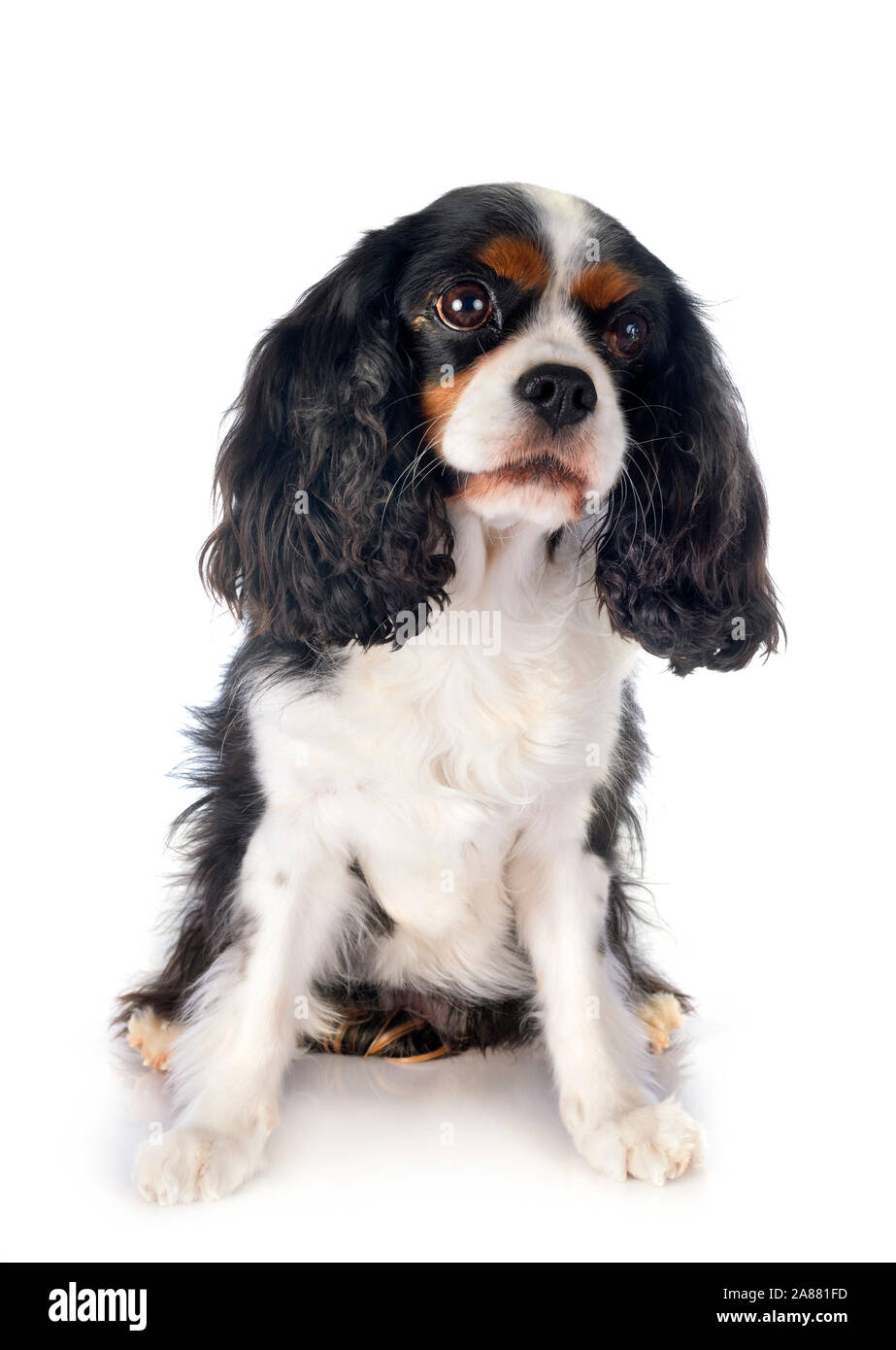cavalier king charles in front of white background Stock Photo - Alamy