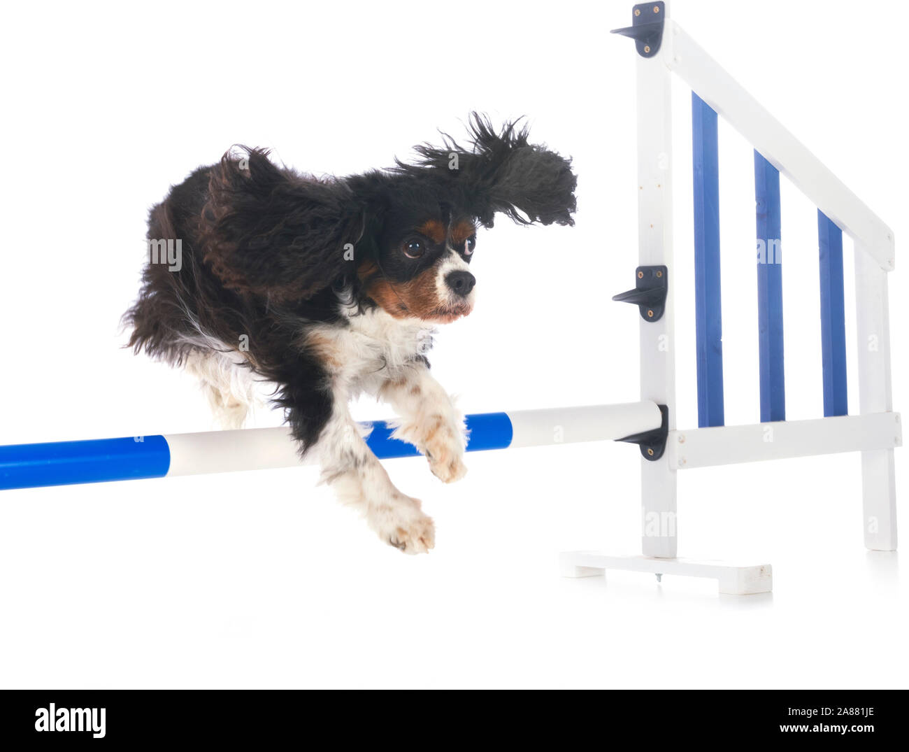 training of agility in front of white background Stock Photo - Alamy