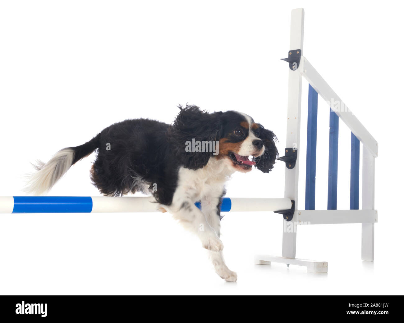 training of agility in front of white background Stock Photo - Alamy