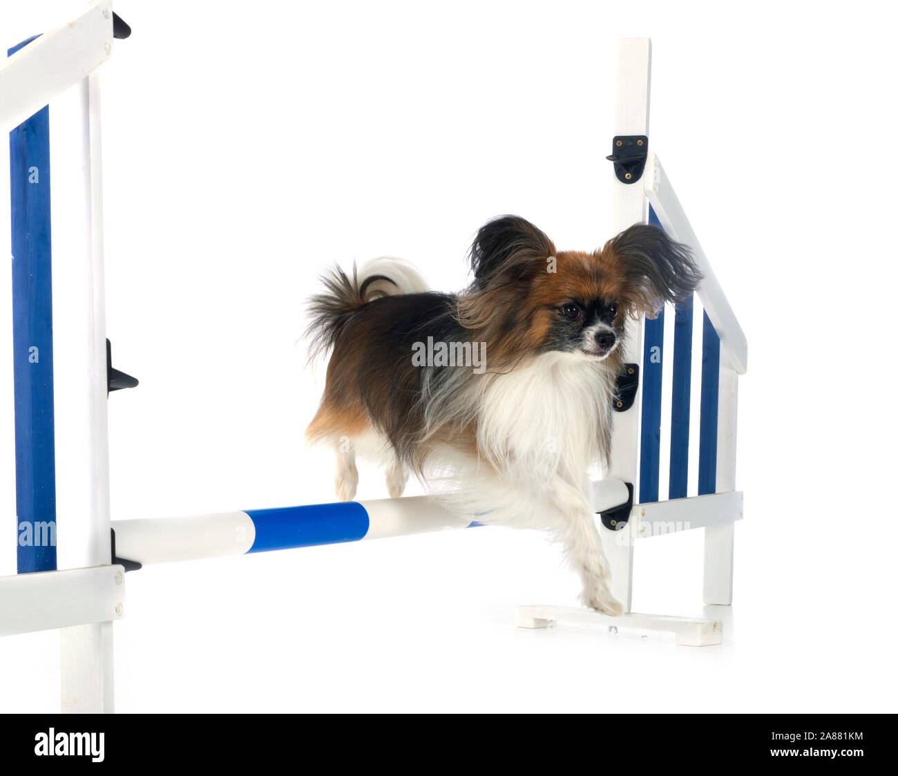 training of agility in front of white background Stock Photo - Alamy