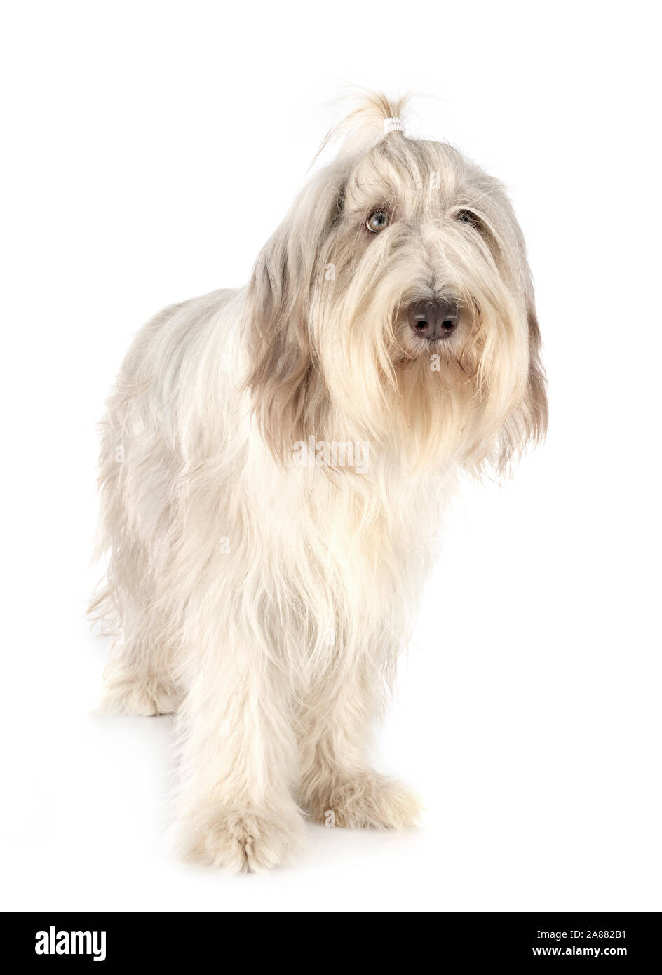 bearded collie in front of white background Stock Photo - Alamy