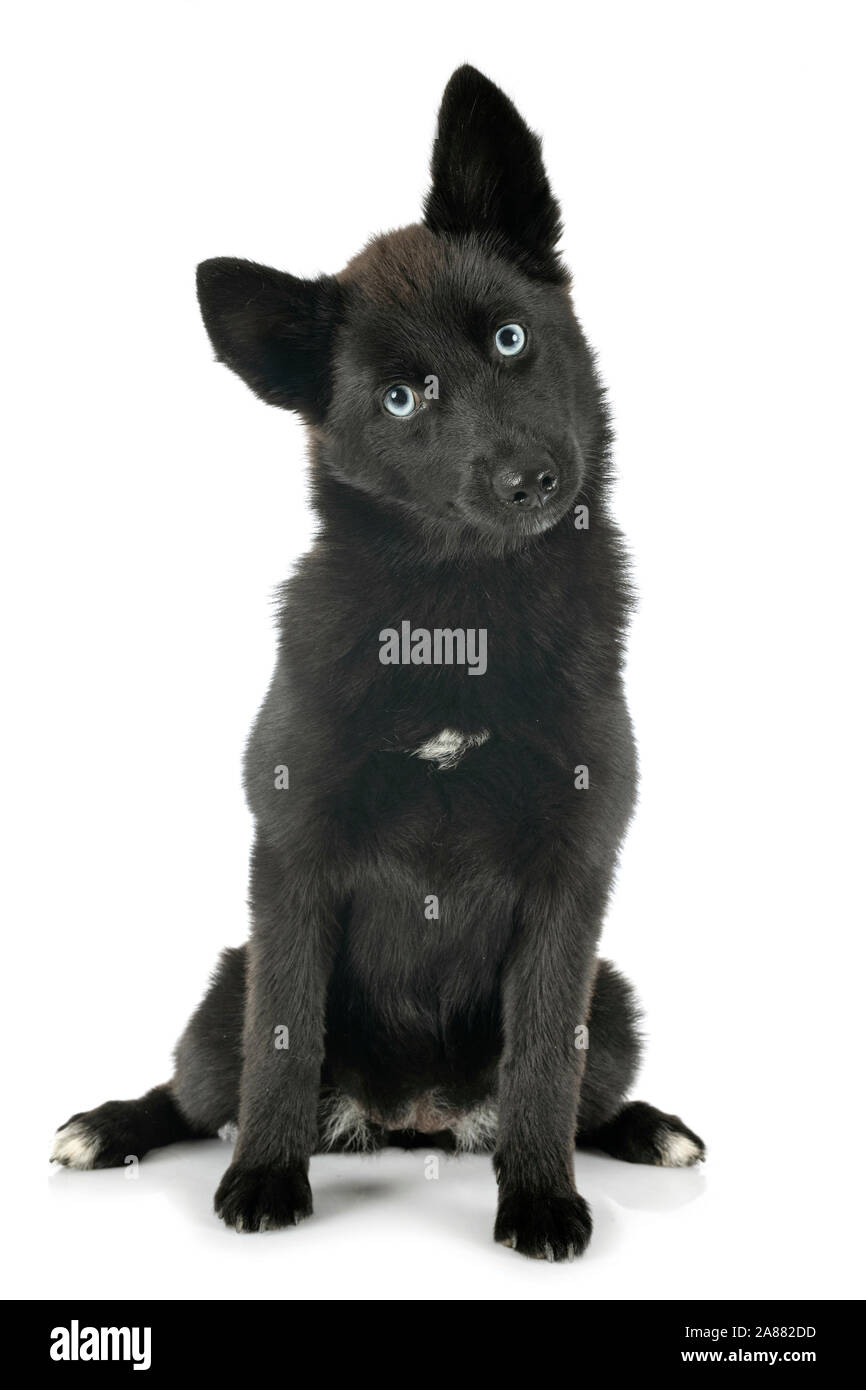 black pomsky in front of white background Stock Photo - Alamy