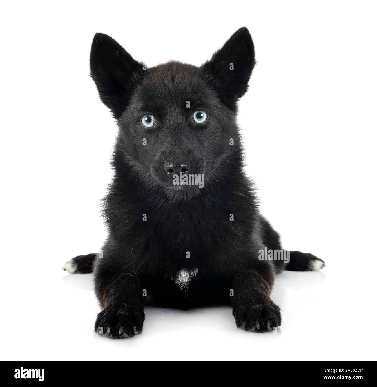 black pomsky in front of white background Stock Photo - Alamy