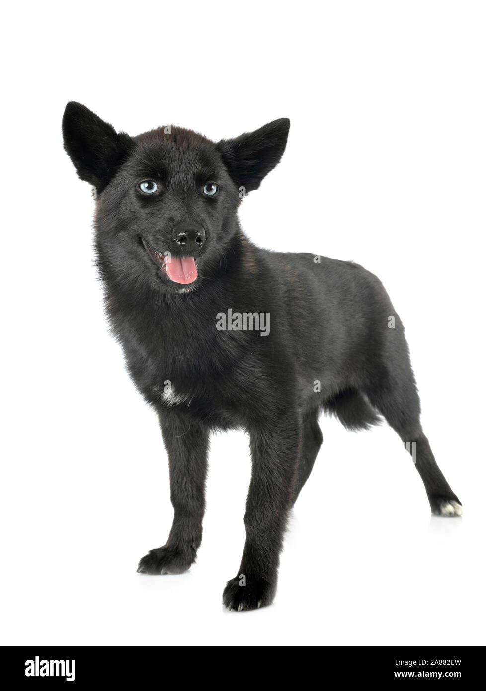 black pomsky in front of white background Stock Photo - Alamy