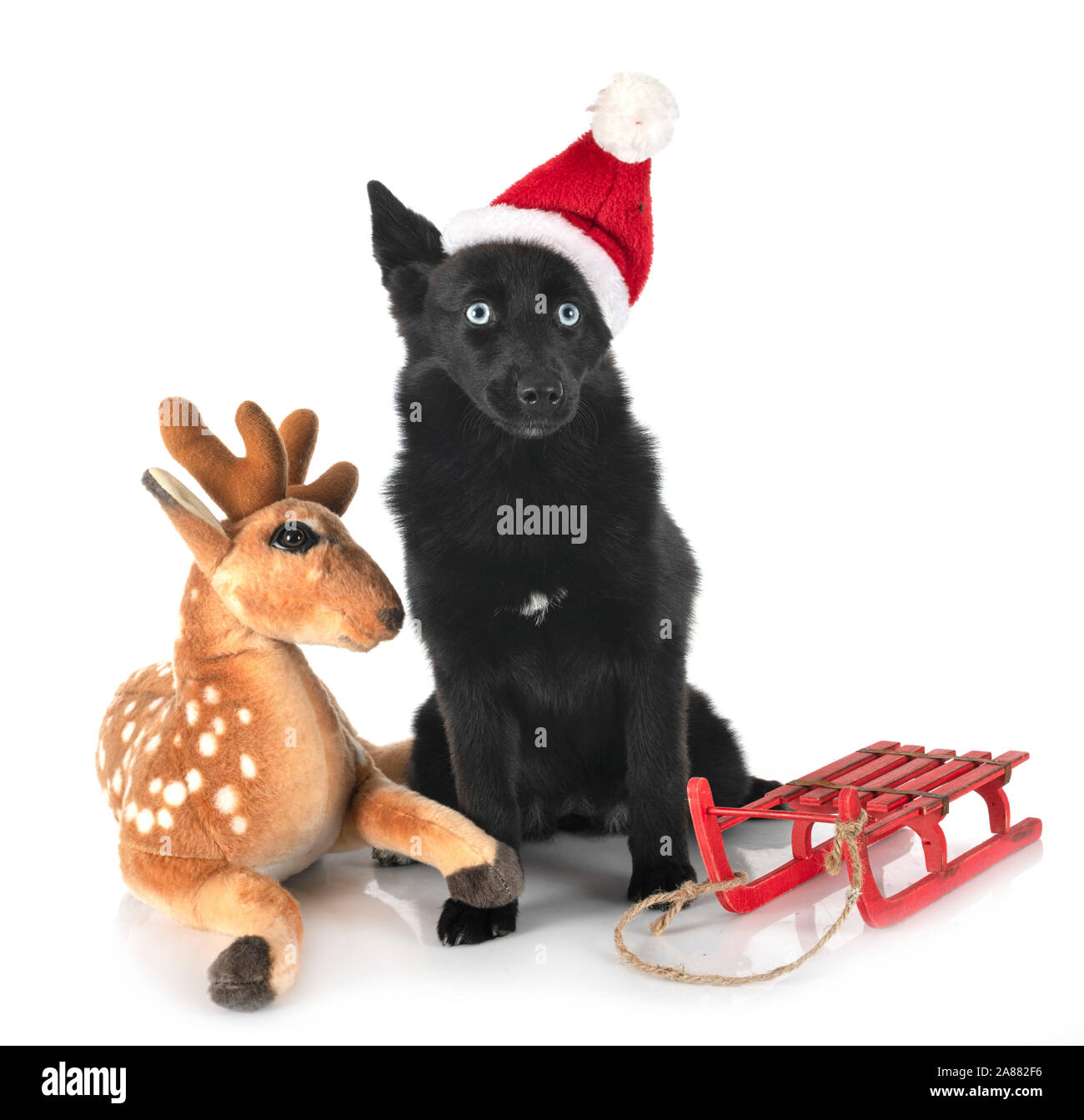 black pomsky in front of white background Stock Photo - Alamy