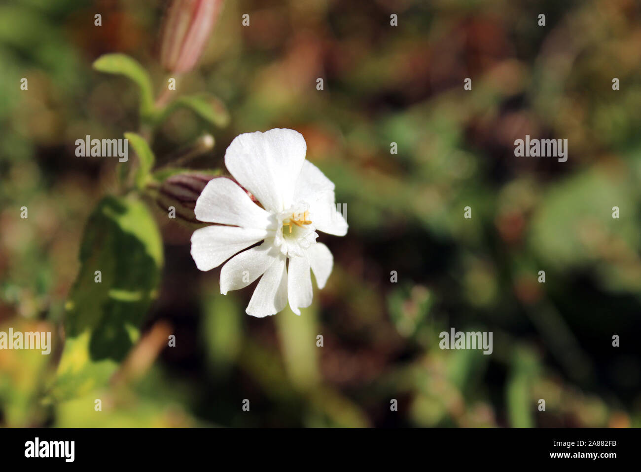 Solo white flower hi-res stock photography and images - Alamy