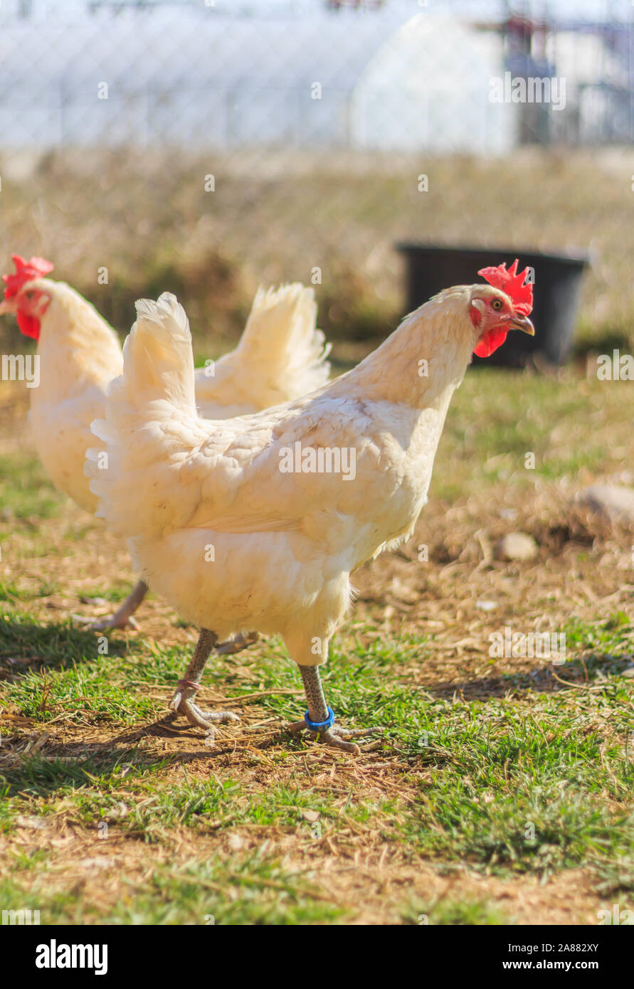 Bresse Gauloise Chicken, Rooster, Bresse Hühner, Bresse Henne, Hahn, in ...