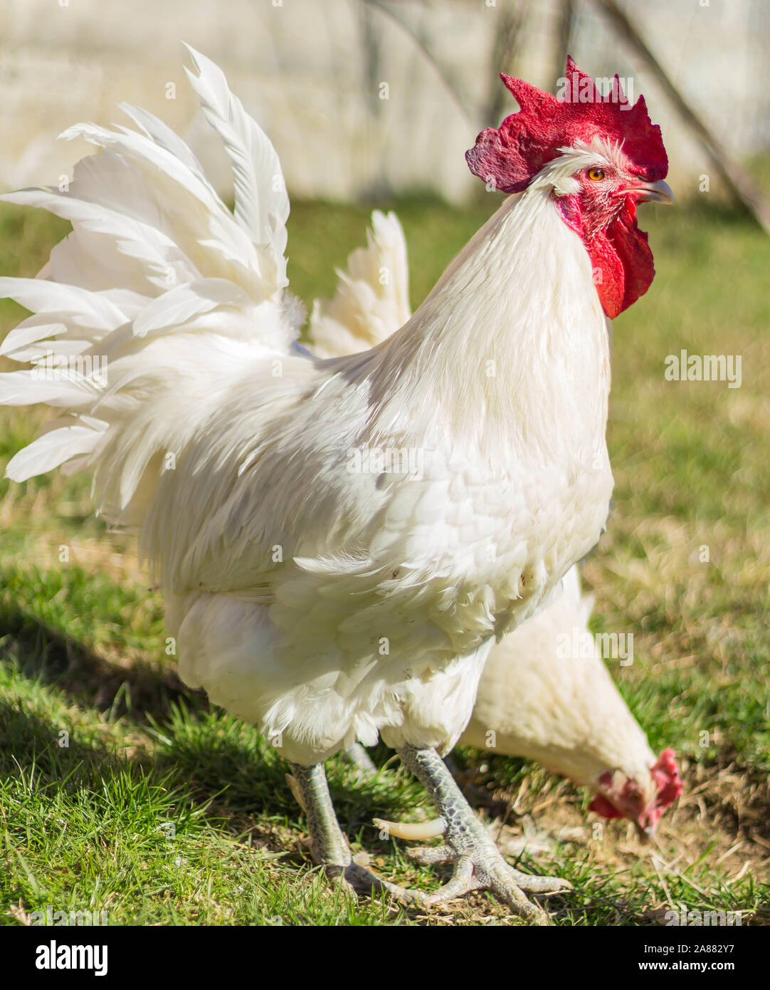 Bresse huhn hi-res stock photography and images - Alamy