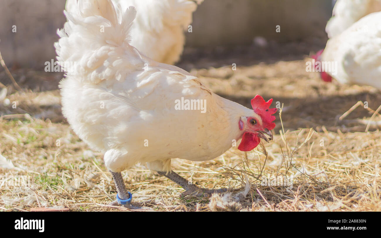 Bresse gauloise i ostale koke hi-res stock photography and images - Alamy