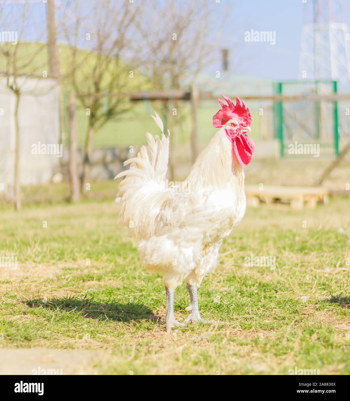 Bresse gauloise i ostale koke hi-res stock photography and images - Alamy