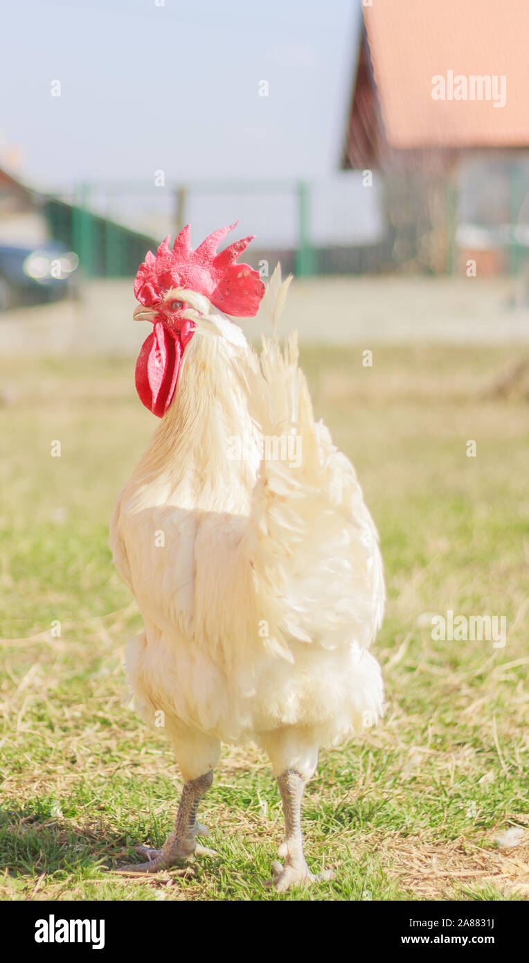 Bresse Gauloise Chicken, Rooster, Bresse Hühner, Bresse Henne, Hahn, in ...