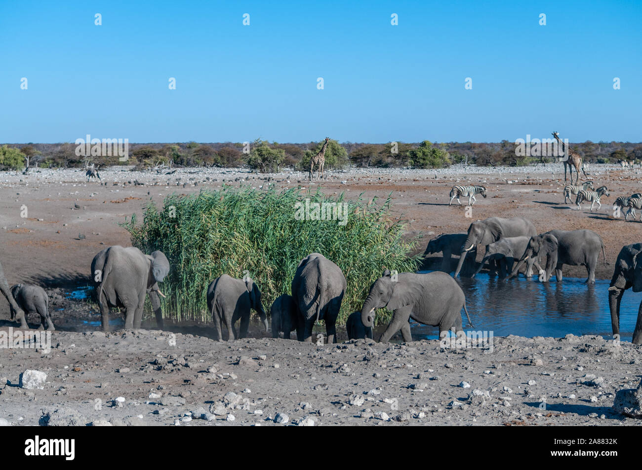Animals crowded around water hi-res stock photography and images - Alamy