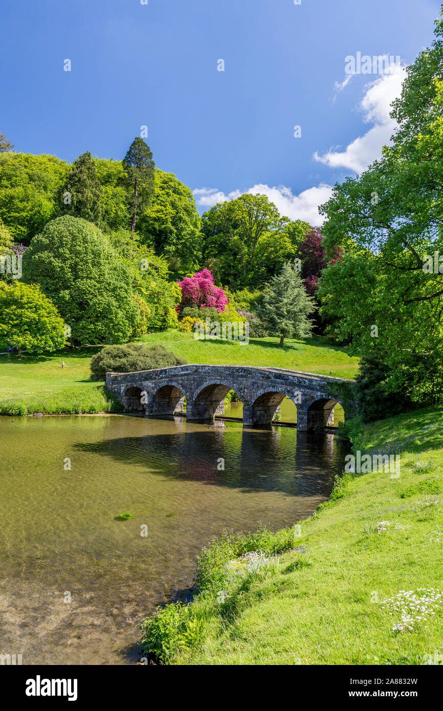 The Palladian Bridge and colourful rhododendron flowers in spring at ...