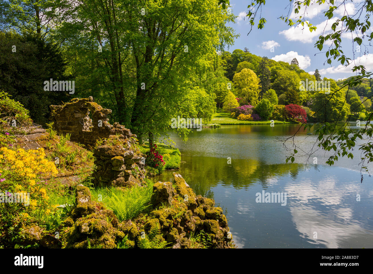 The vivid colours of rhododendron flowers surround the lake in spring ...