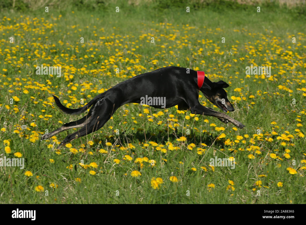 Lurcher Paw High Resolution Stock Photography and Images - Alamy