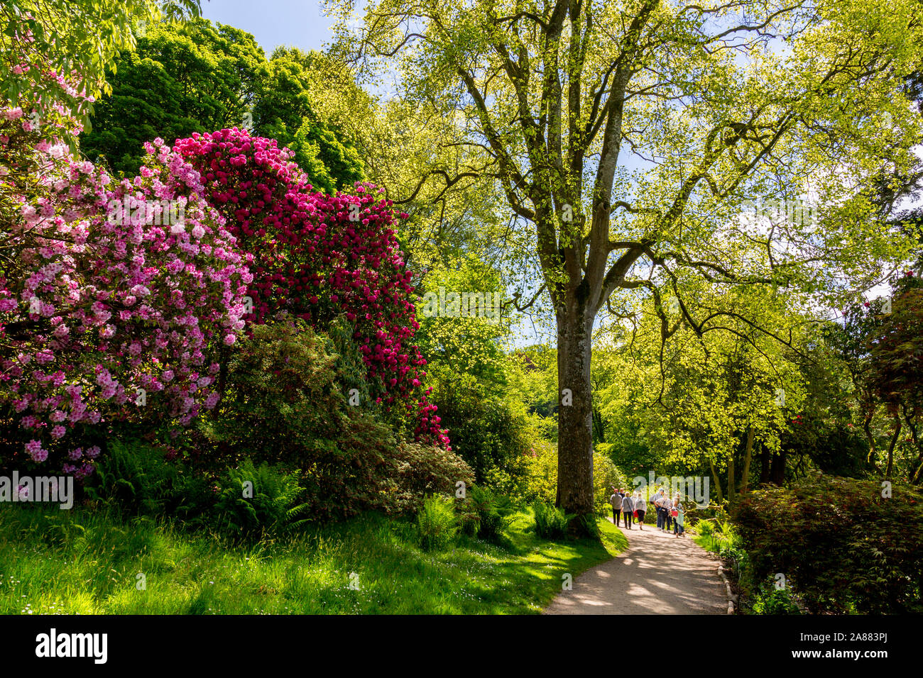 Shrubs in spring hi-res stock photography and images - Alamy