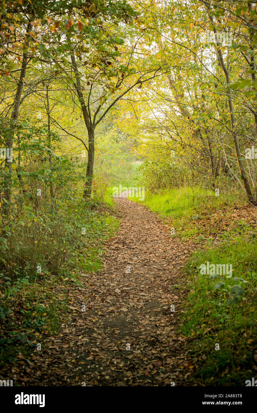 Beautiful shot forest trail hi-res stock photography and images - Alamy