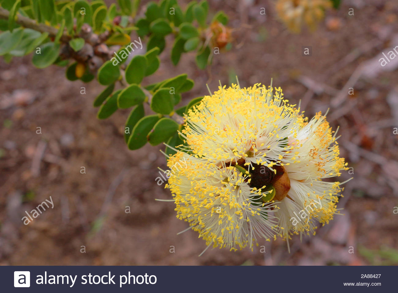 Melaleuca Australian Flora High Resolution Stock Photography and Images ...