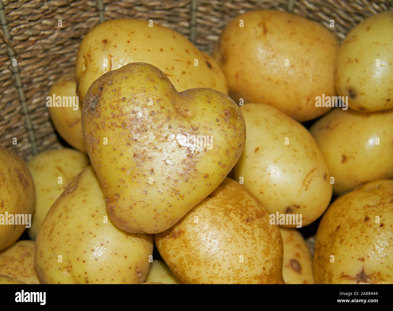 A heart shaped potato in a wicker basket with other potatoes. Love ...