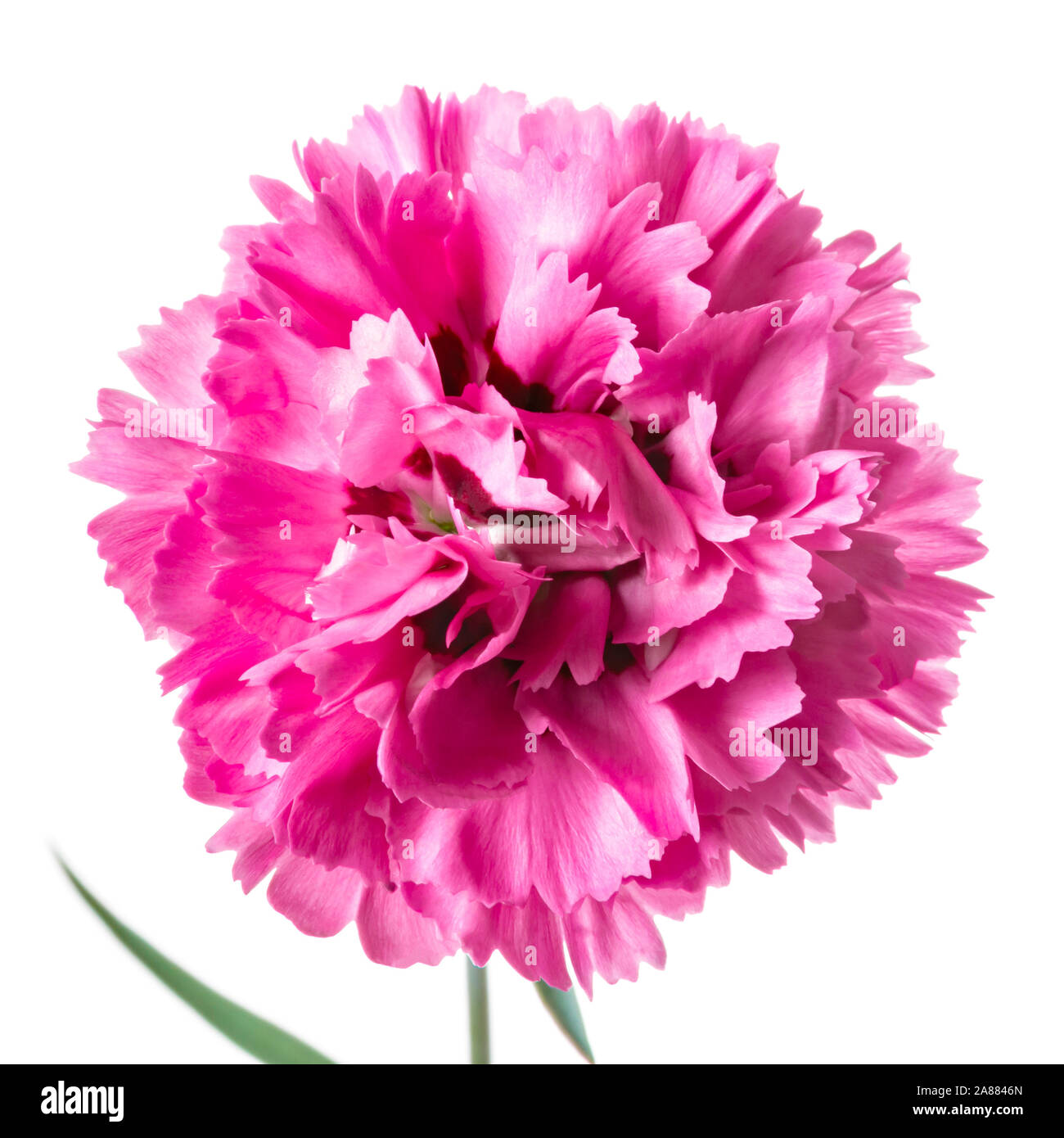 Single pink head carnation flower isolated on a white background Stock ...