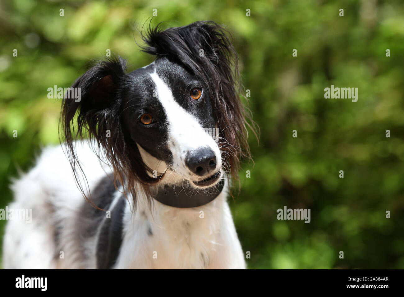 Lurcher paw hi-res stock photography and images - Alamy